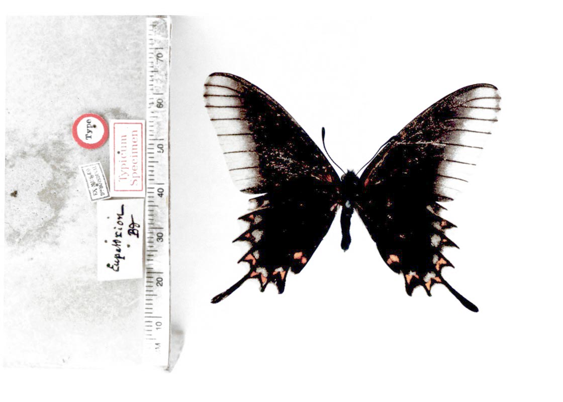 Eurytides lysithous eupatorion (type specimens)