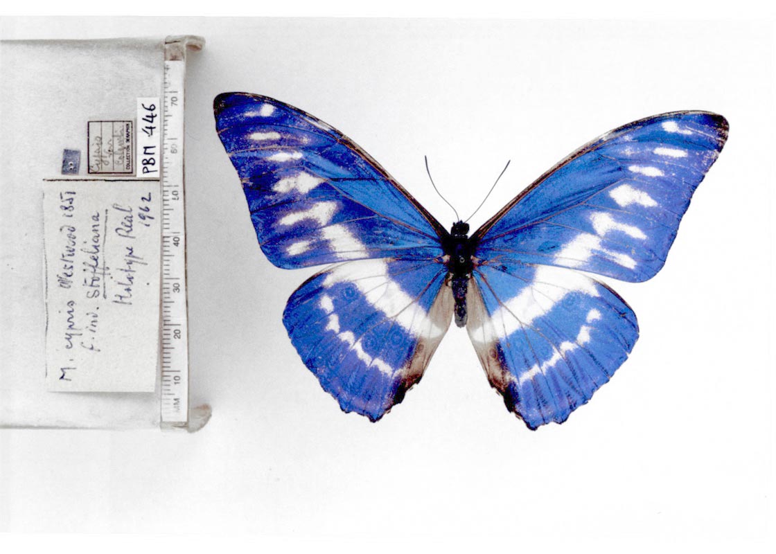 Morpho c. cypris (type specimens)