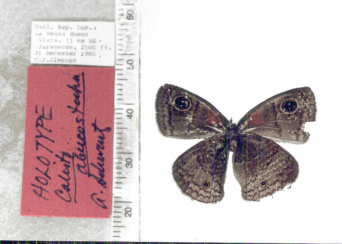 Calisto hysius aleucosticha (type specimens)