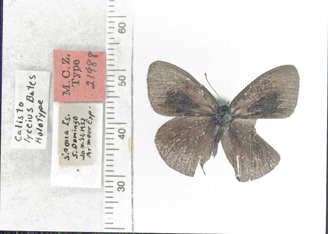Calisto lyceius (type specimens)