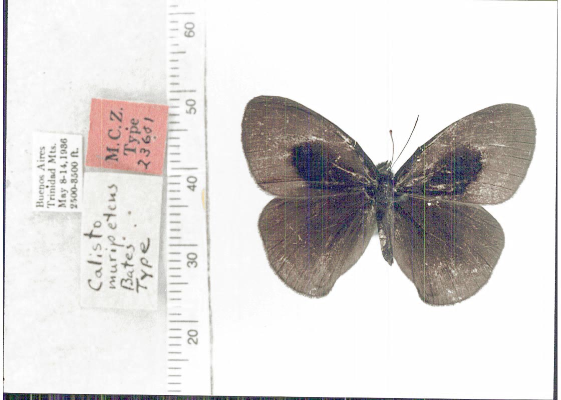 Calisto muripetens (type specimens)