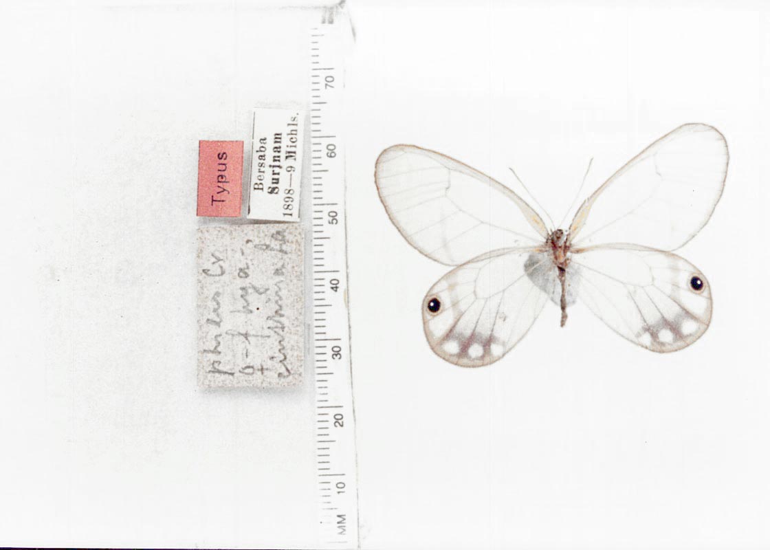 Cithaerias a. andromeda (type specimens)