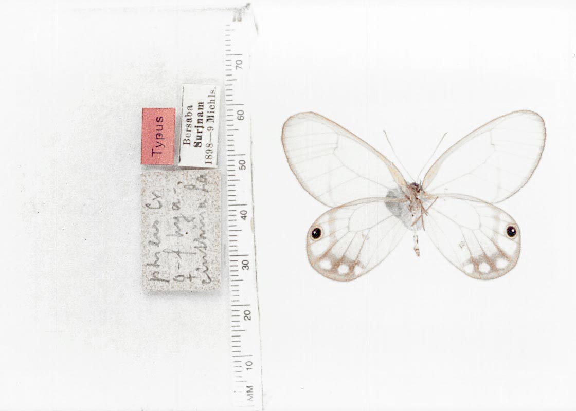 Cithaerias a. andromeda (type specimens)