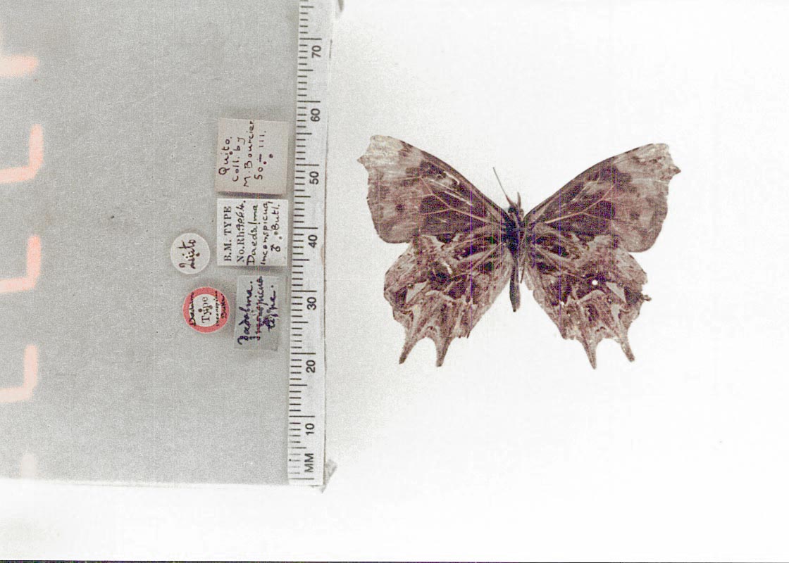 Daedalma i. inconspicua (type specimens)