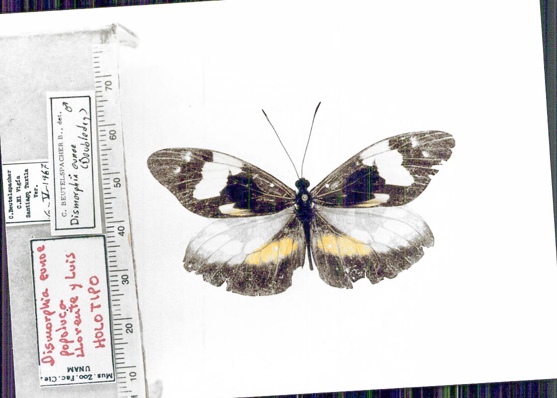 Dismorphia eunoe popoluca (type specimens)