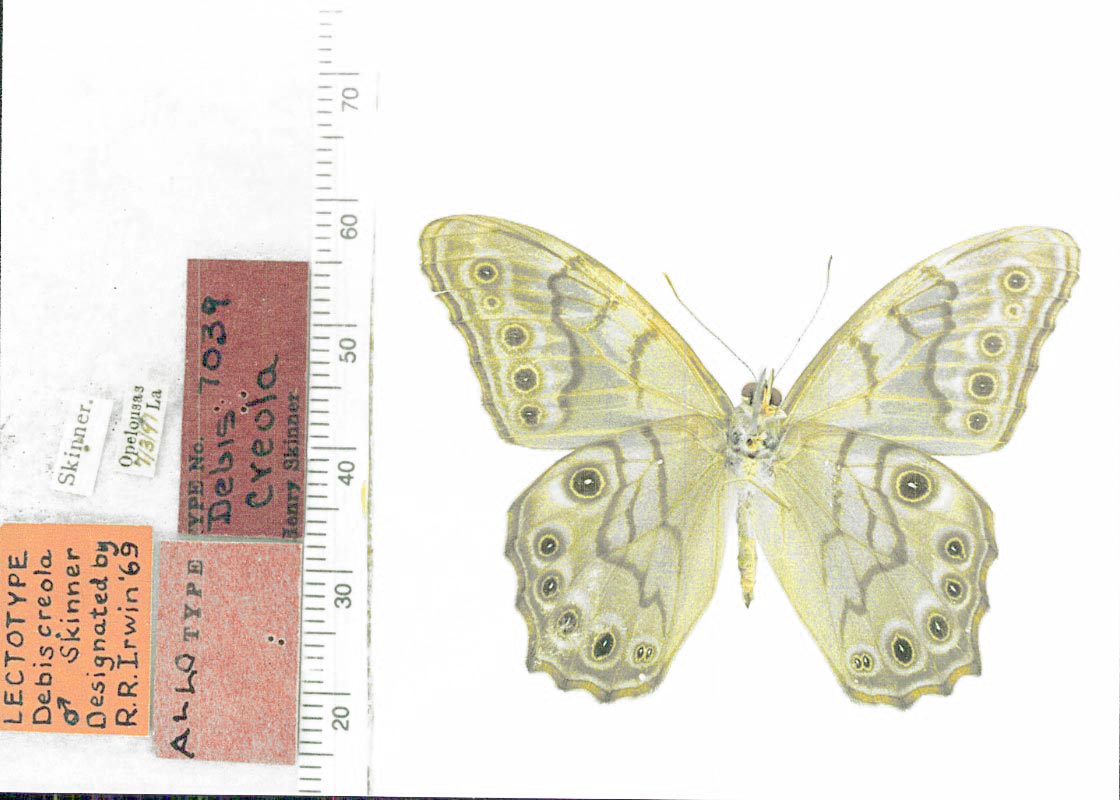 Lethe creola (type specimens)