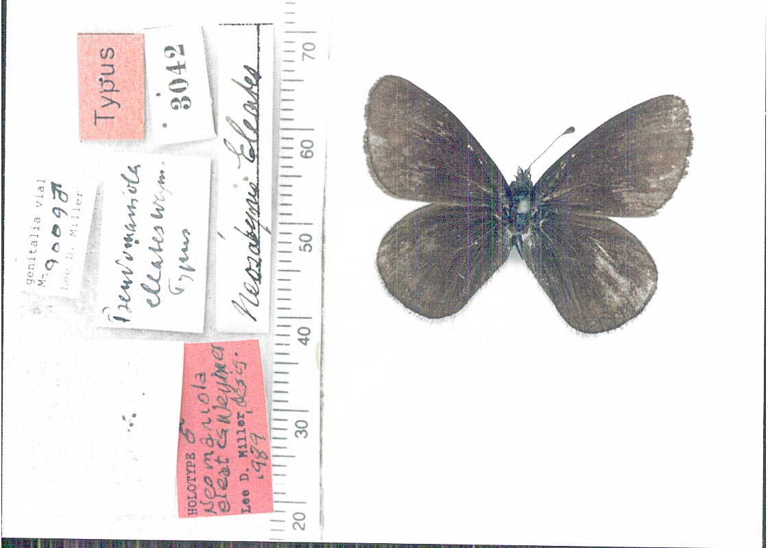 Faunula eleates (type specimens)