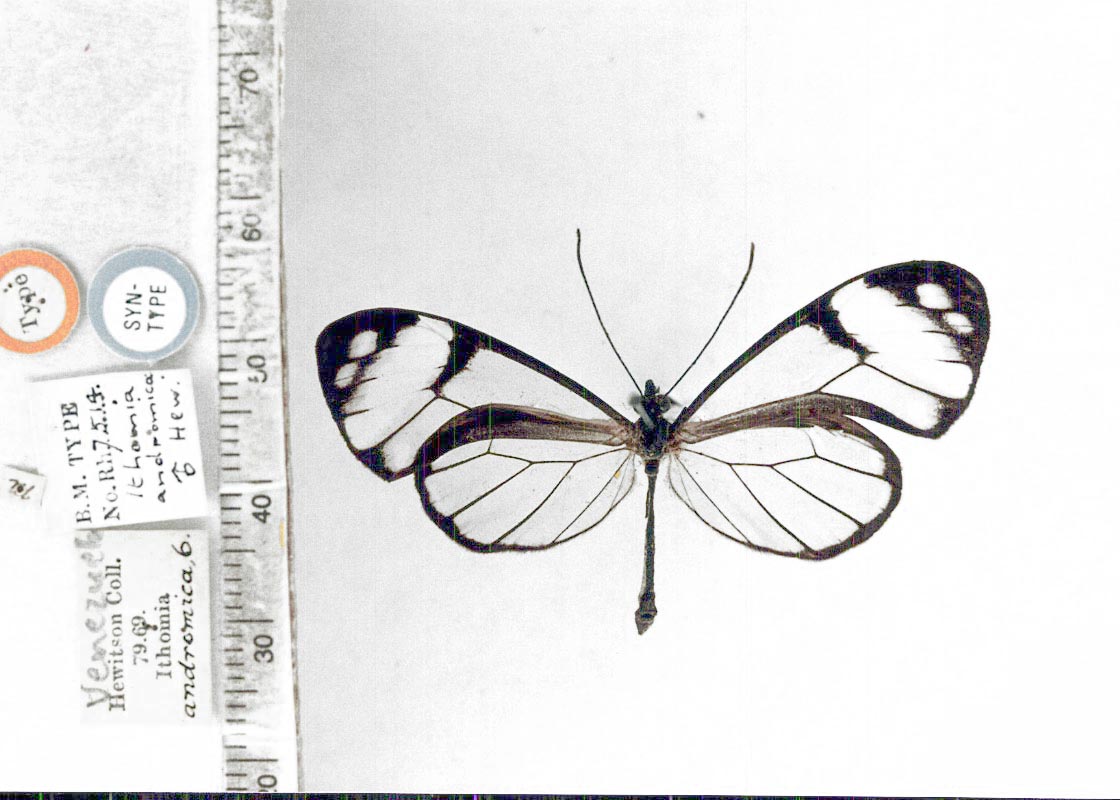 Greta a. andromica (type specimens)