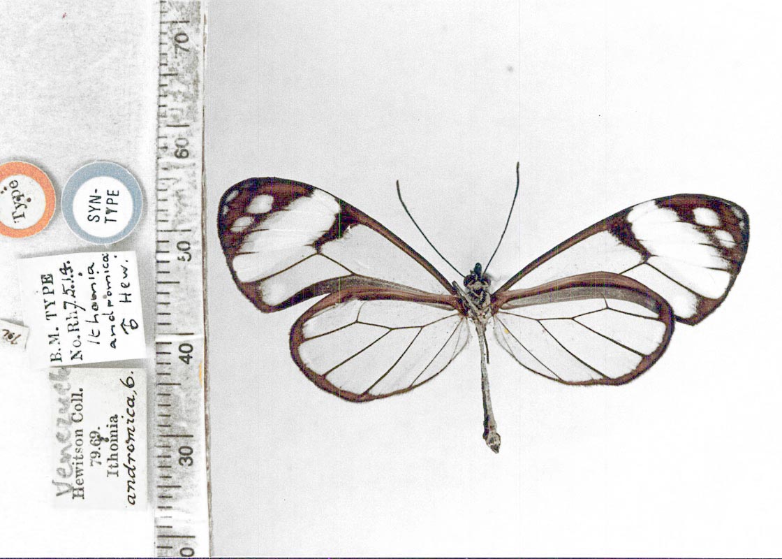 Greta a. andromica (type specimens)