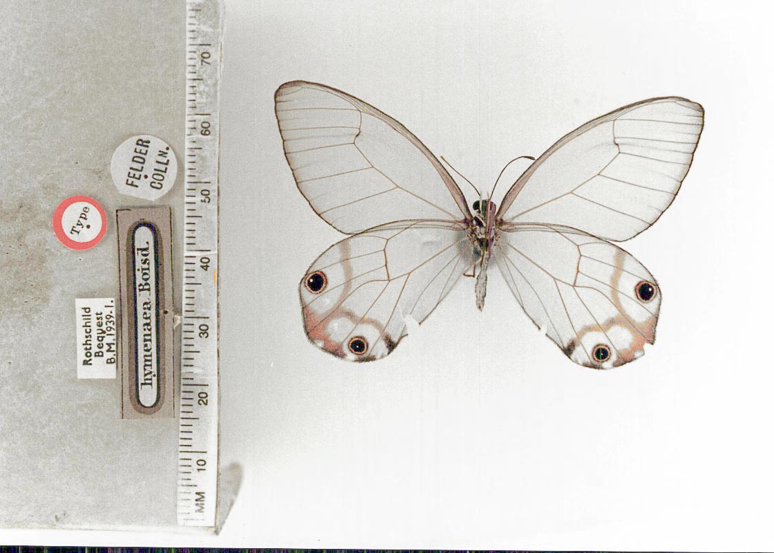 Haetera piera diaphana (type specimens)