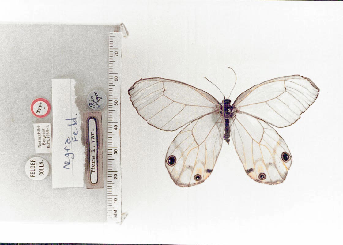 Haetera piera negra (type specimens)