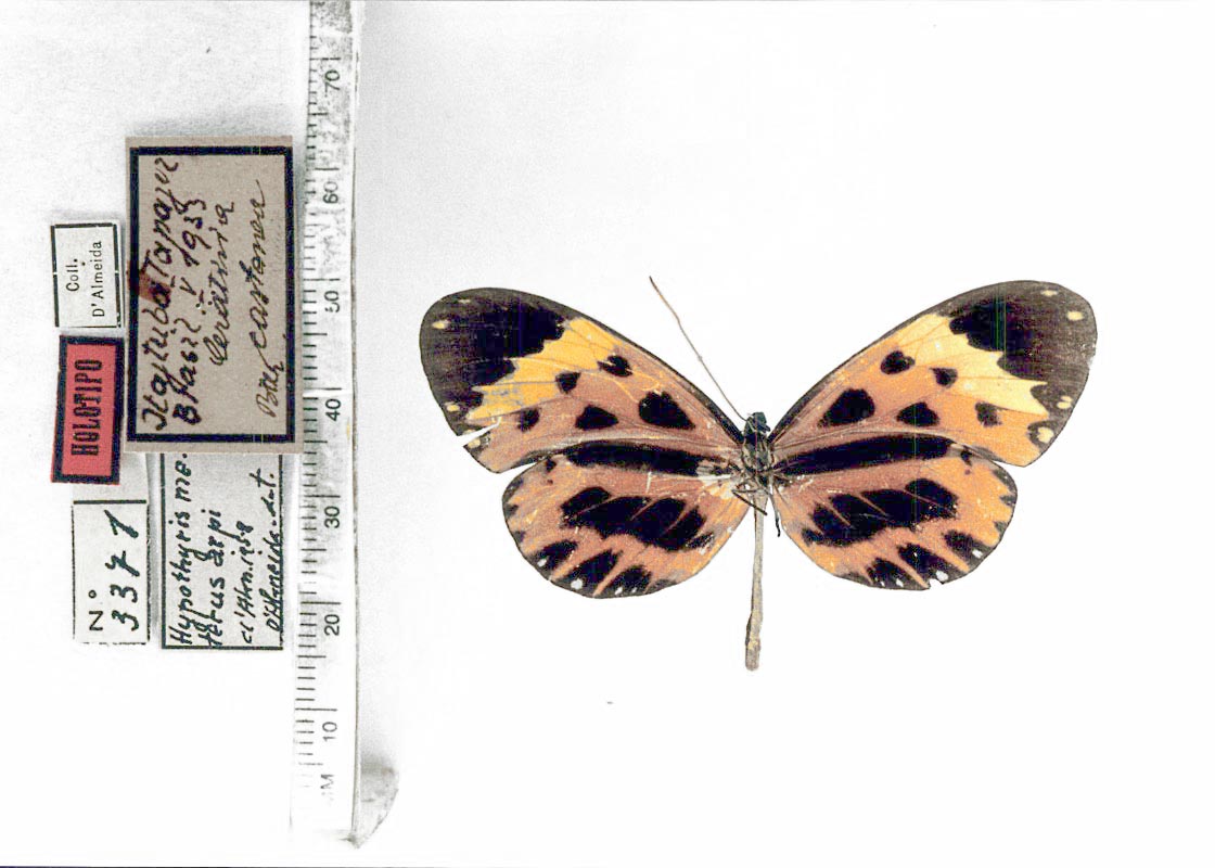 Hypothyris anastasia arpi HOLOTYPE, TL: Brazil (Pa)