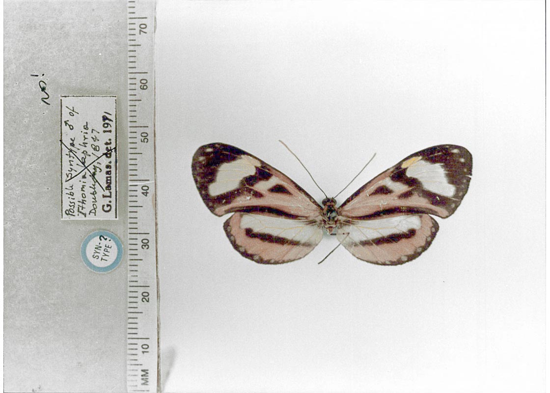 Hypothyris euclea laphria specimen, TL: Brazil