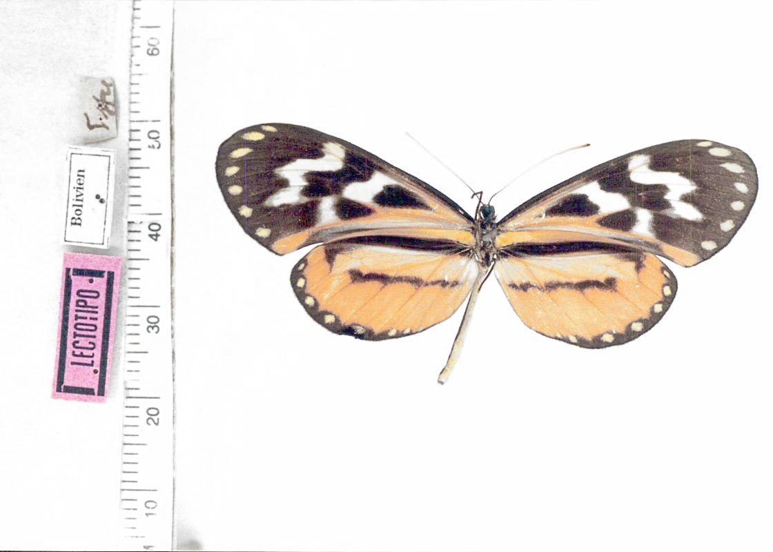 Hypothyris euclea nina (type specimens)