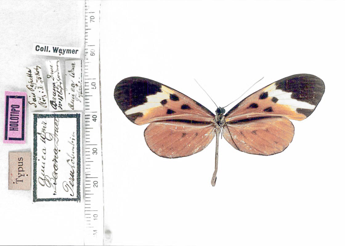 Hypothyris mansuetus amica HOLOTYPE, TL: Colombia