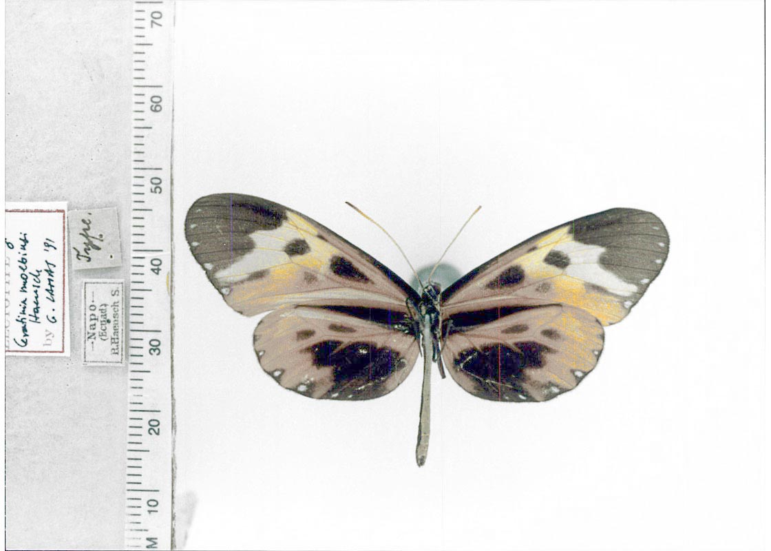 Hypothyris m. moebiusi LECTOTYPE, TL: Ecuador