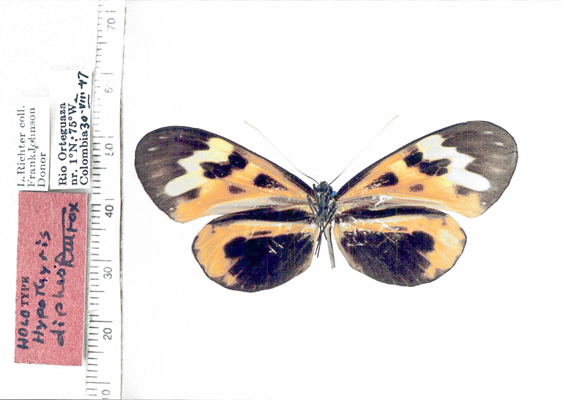Hypothyris ninonia diphes HOLOTYPE, TL: Colombia