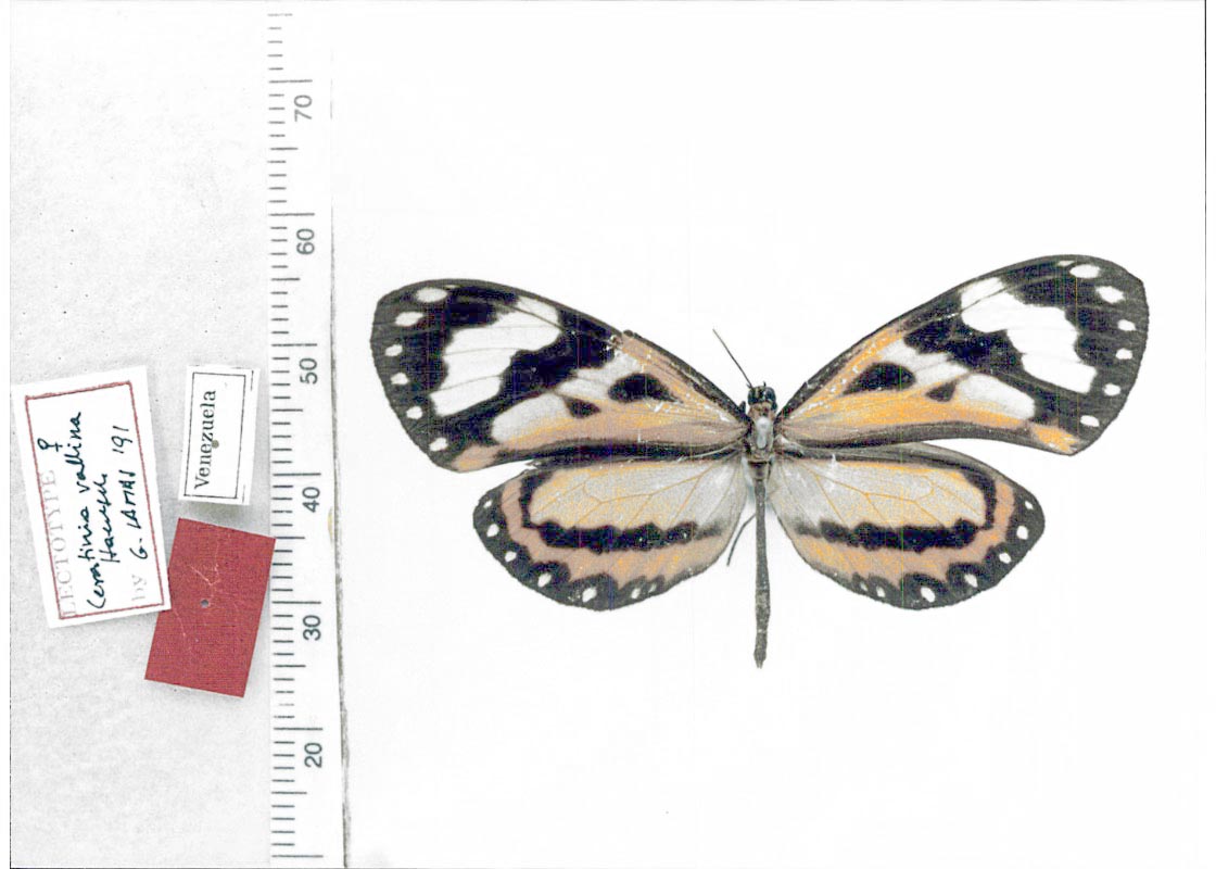 Hypothyris ninonia vallina (type specimens)