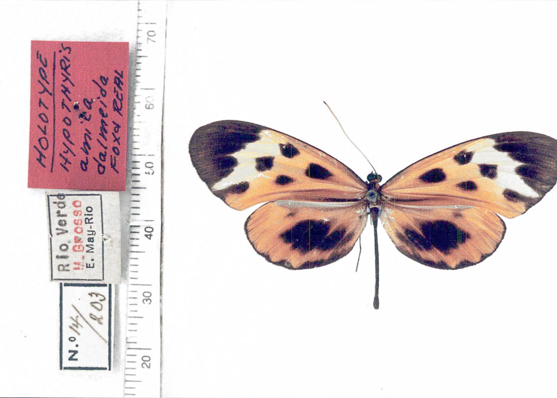 Hypothyris semifulva dalmeidai (type specimens)