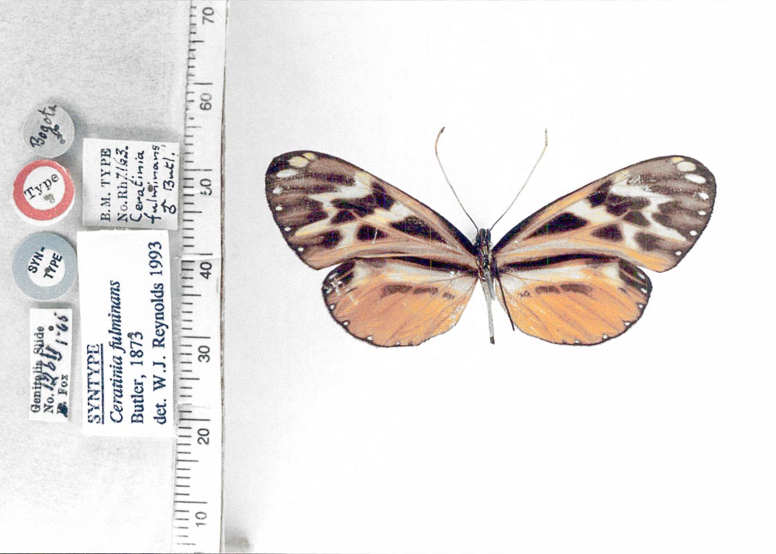 Hypothyris semifulva fulminans SYNTYPE, TL: Colombia