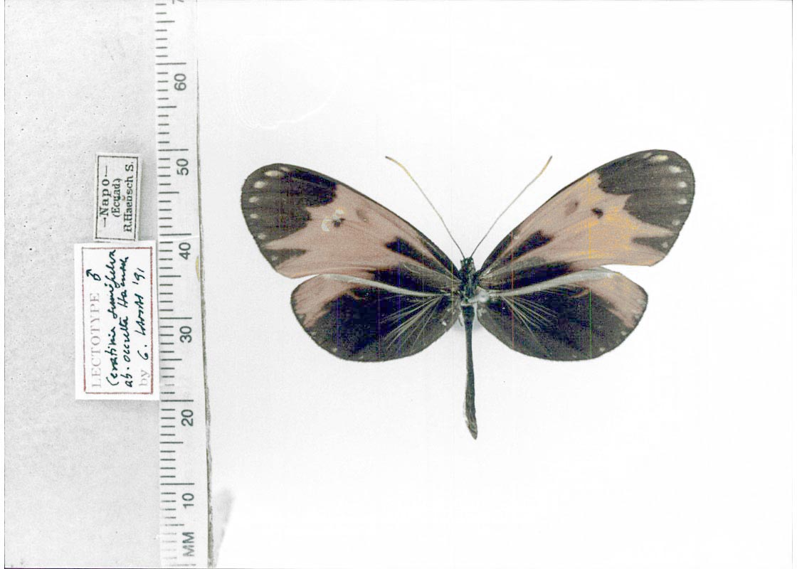 Hypothyris s. semifulva (LECTOTYPE of Ceratinia ab. occulta Haensch ...