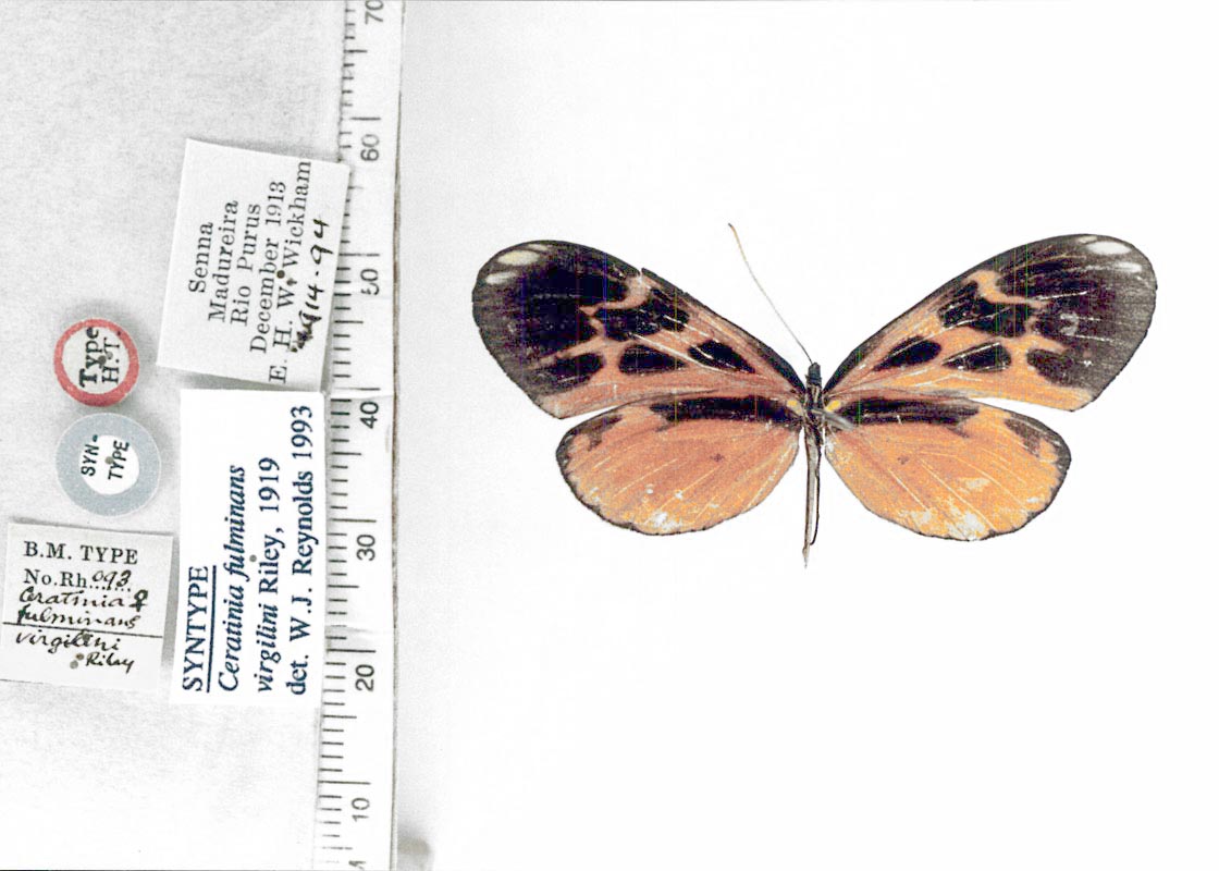 Hypothyris semifulva virgilini SYNTYPE, TL: Brazil (Ac)