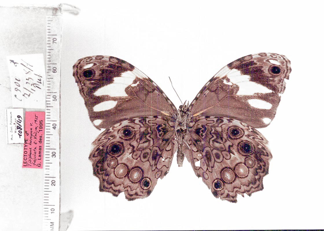 Manataria hercyna hyrnethia (type specimens)