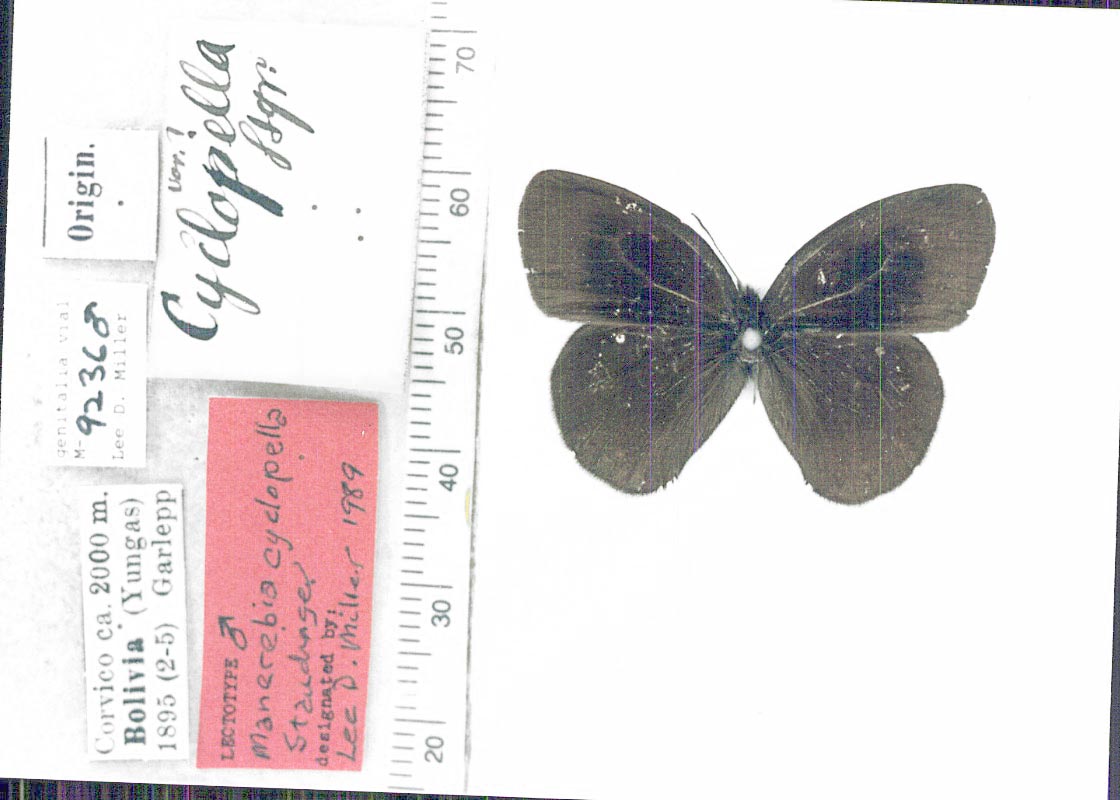 Manerebia cyclopella (type specimens)