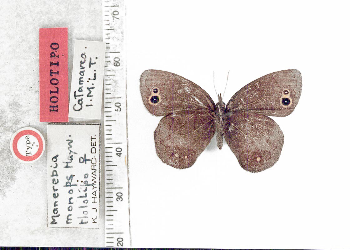 Manerebia monops (type specimens)
