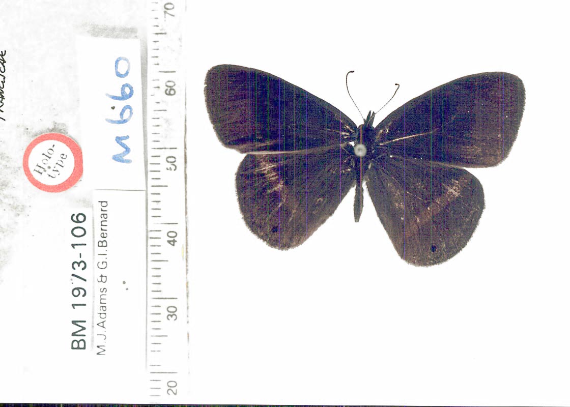 Manerebia f. franciscae (type specimens)