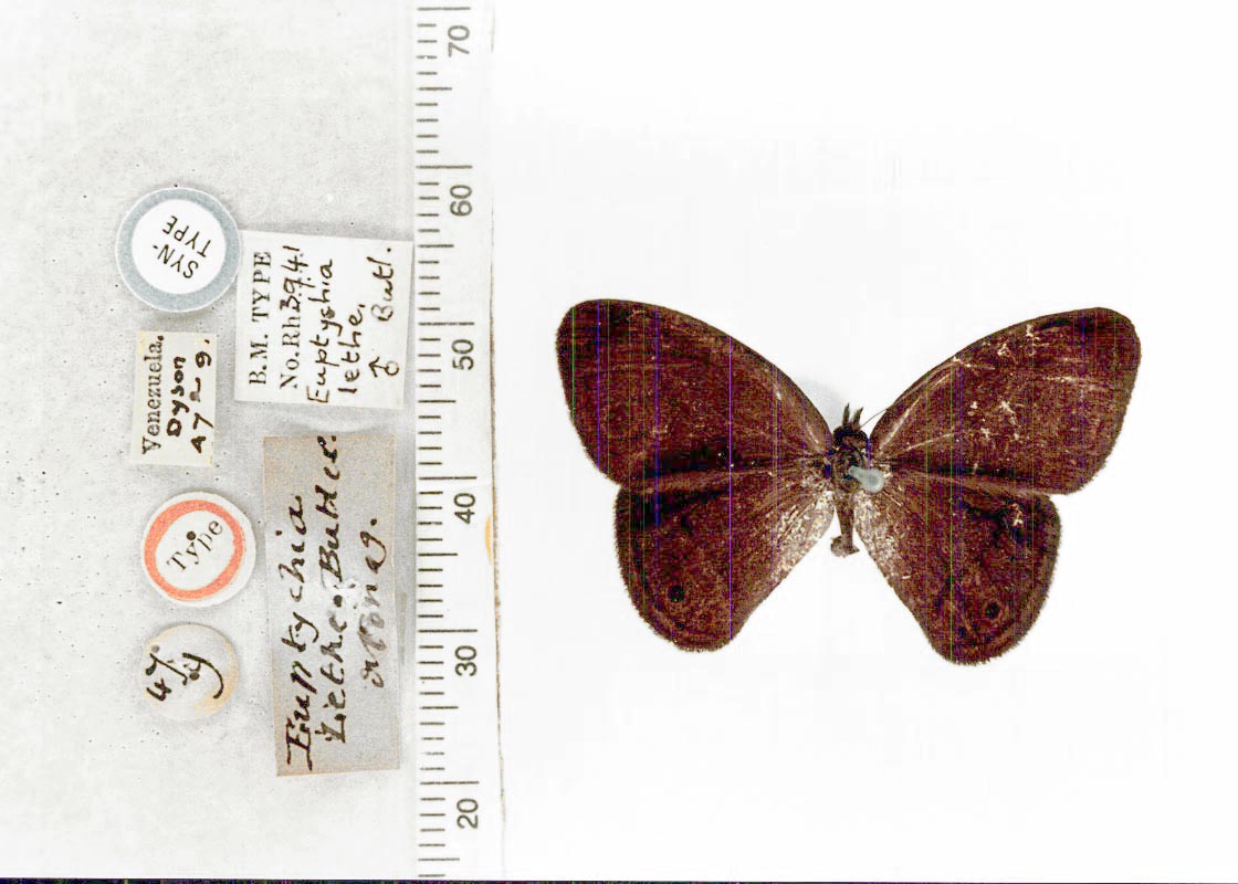 Manerebia mycalesoides (SYNTYPE of Euptychia lethe A. Butler, 1867, TL ...