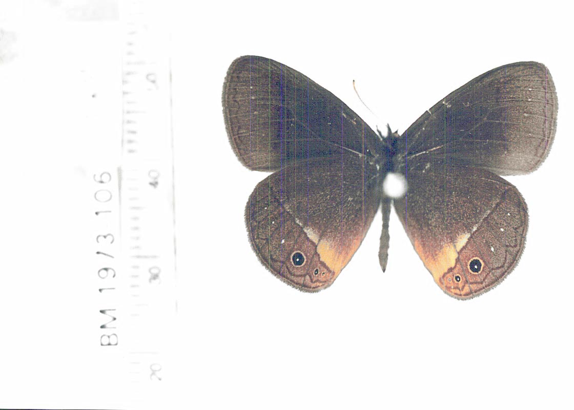 Manerebia navarrae (pinned specimens)