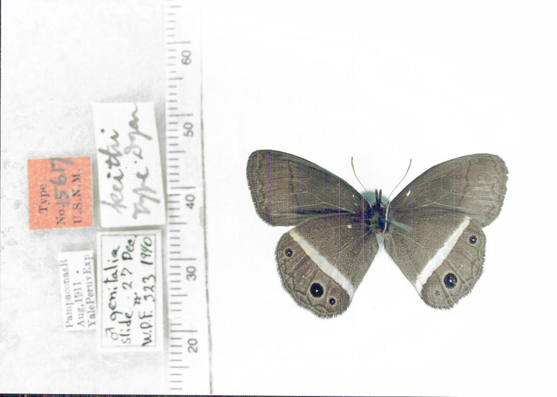 Manerebia satura keithi (type specimens)