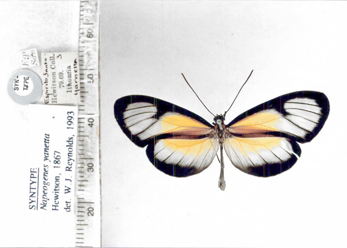 Napeogenes rhezia yanetta (type specimens)
