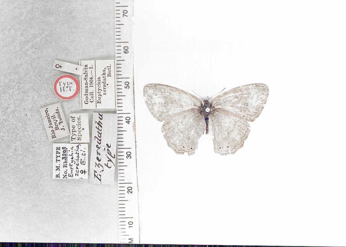 Paryphthimoides p. poltys (type specimens)