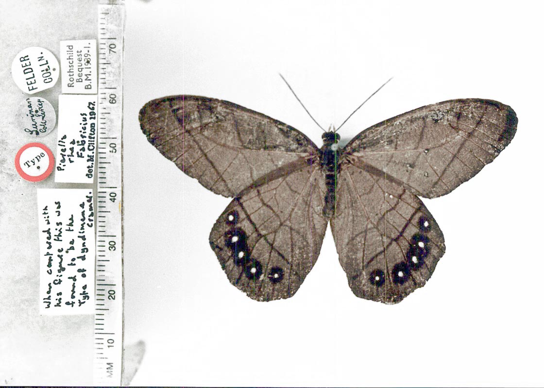 Pierella l. lamia (type specimens)