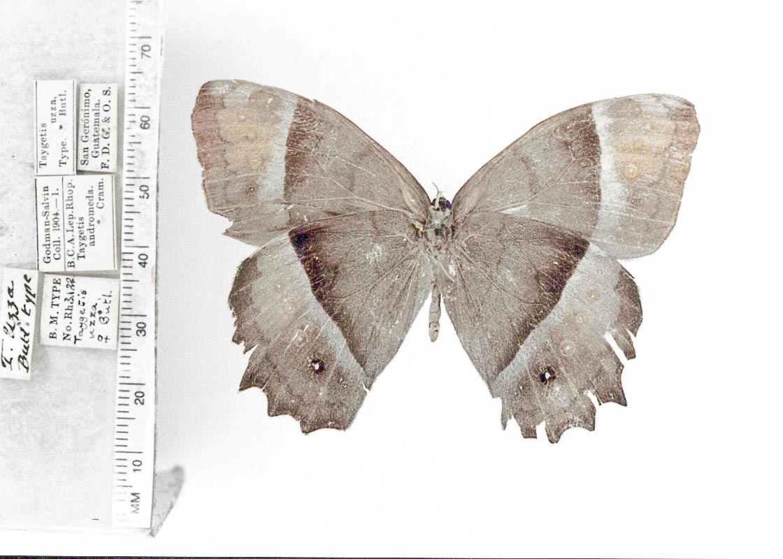 Taygetis uzza (type specimens)
