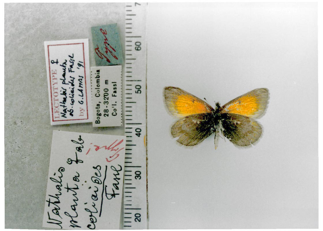 Nathalis plauta (type specimens)
