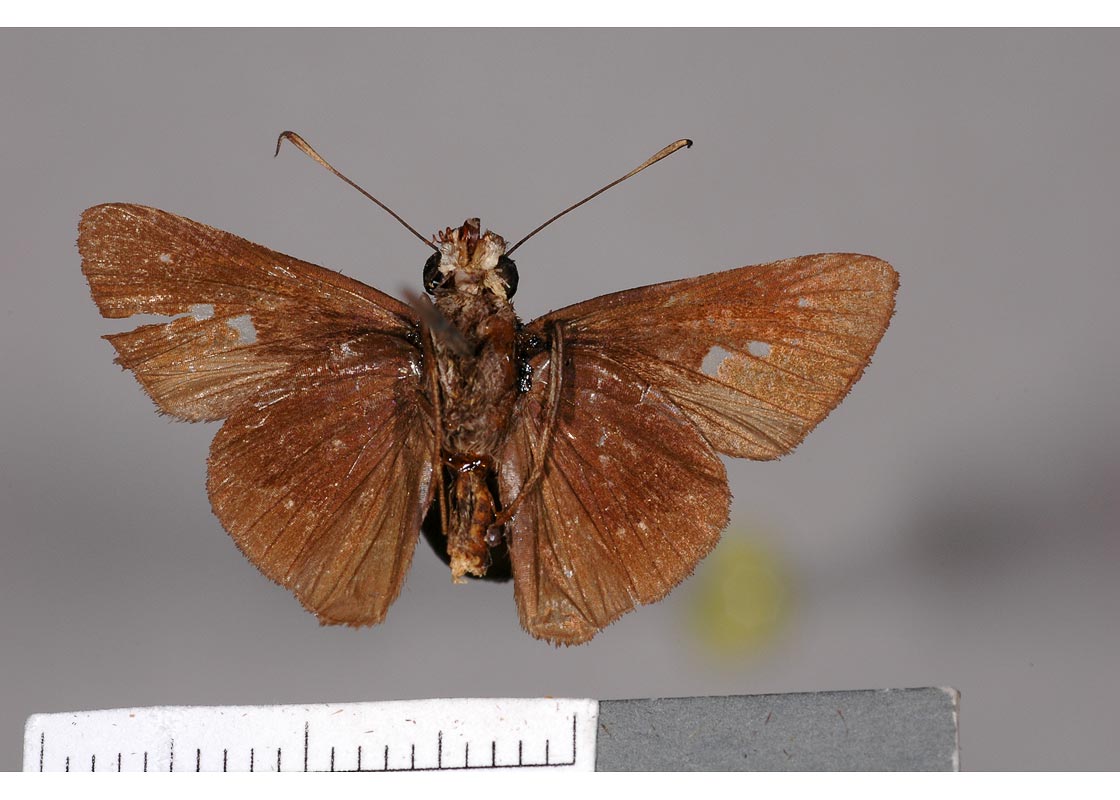 Cynea robba nippa (type specimens)