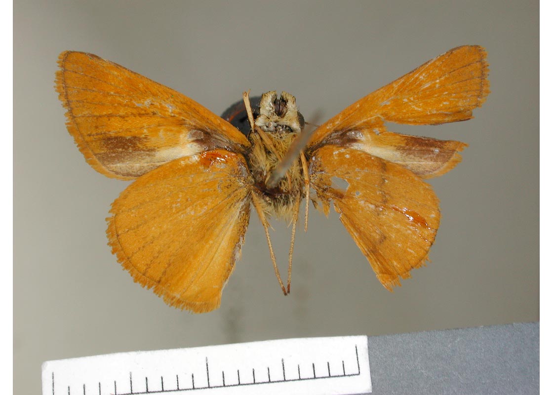 Wallengrenia ophites (type specimens)