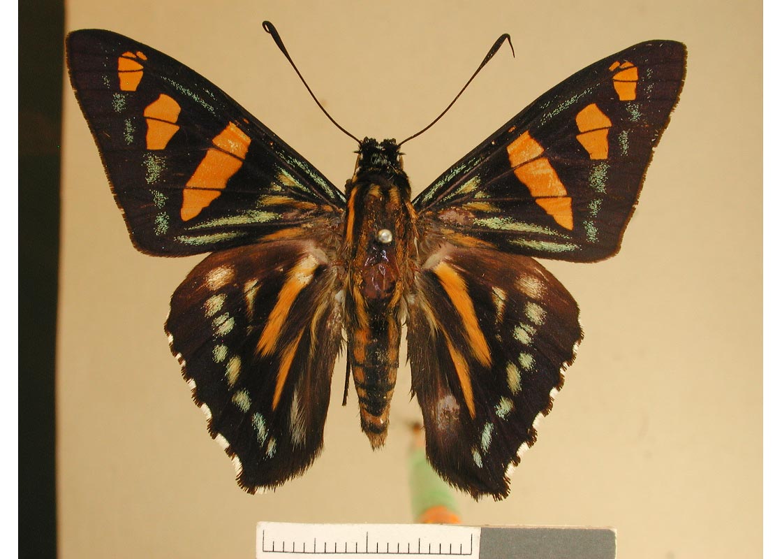 Phocides o. oreides (type specimens)