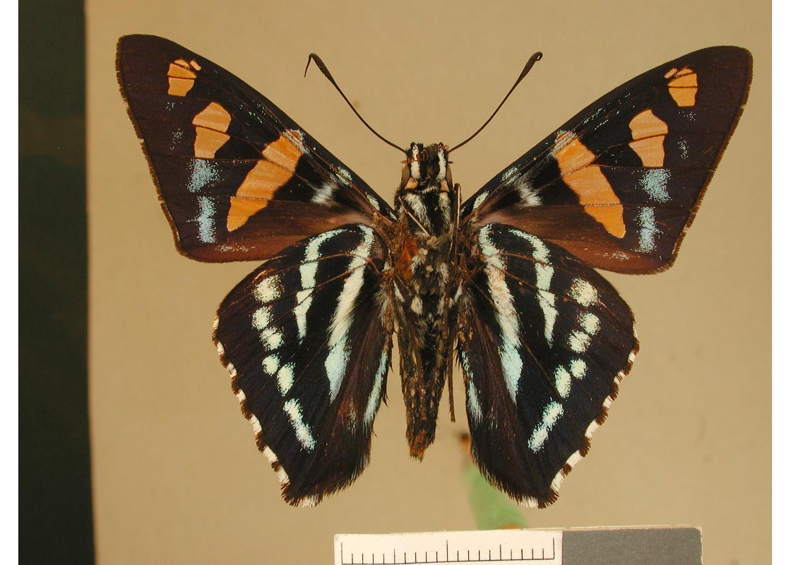 Phocides o. oreides (type specimens)