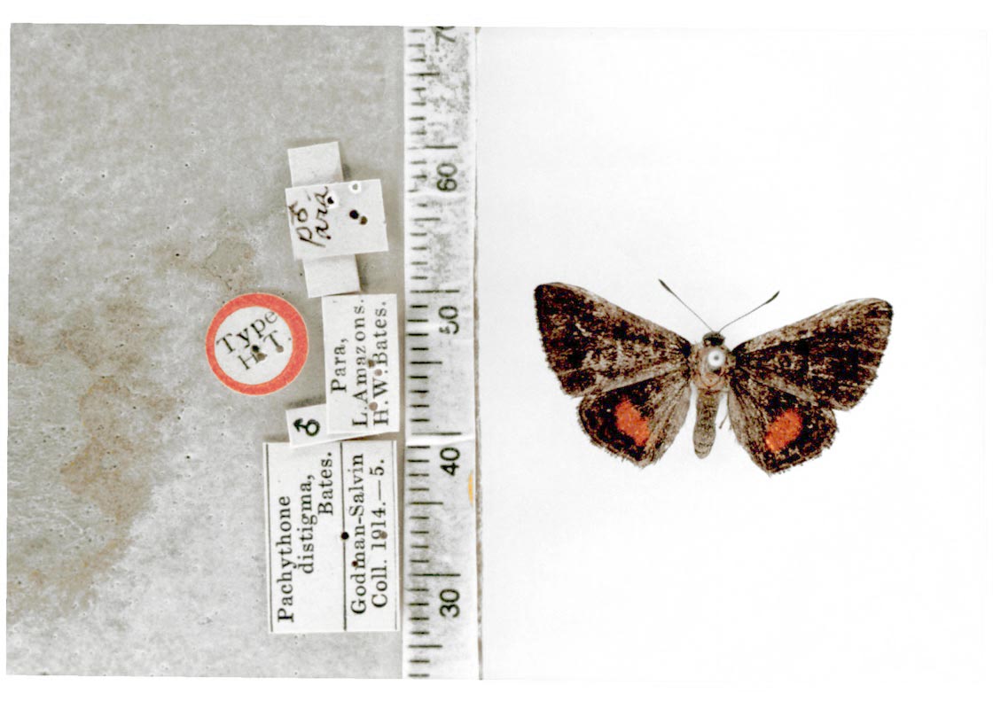 Pachythone distigma (type specimens)