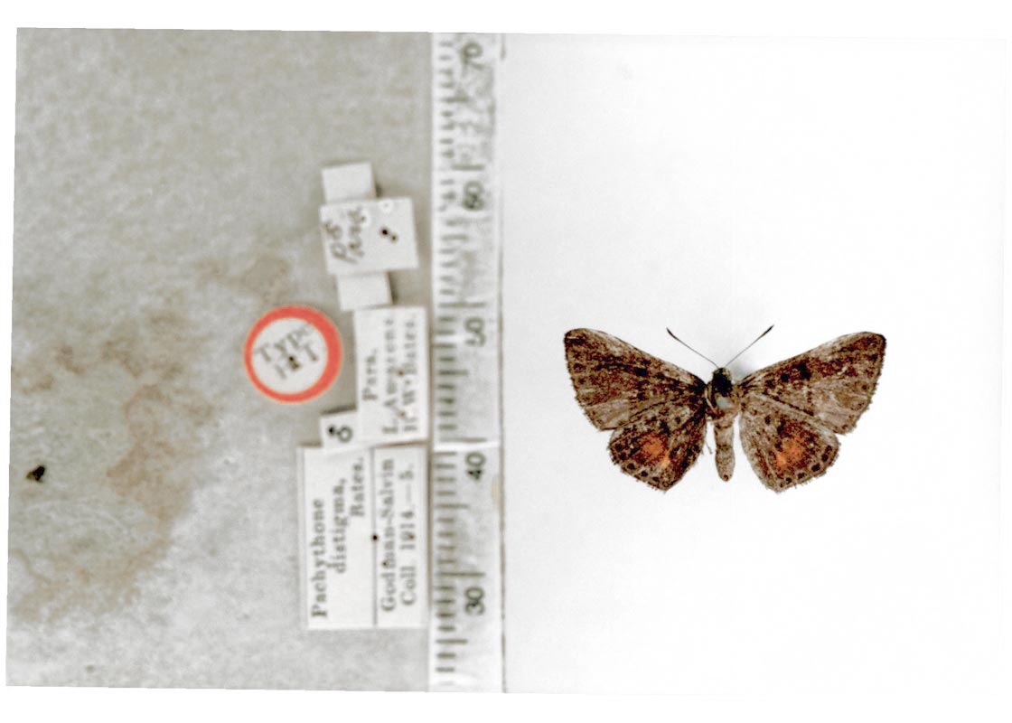 Pachythone distigma (type specimens)