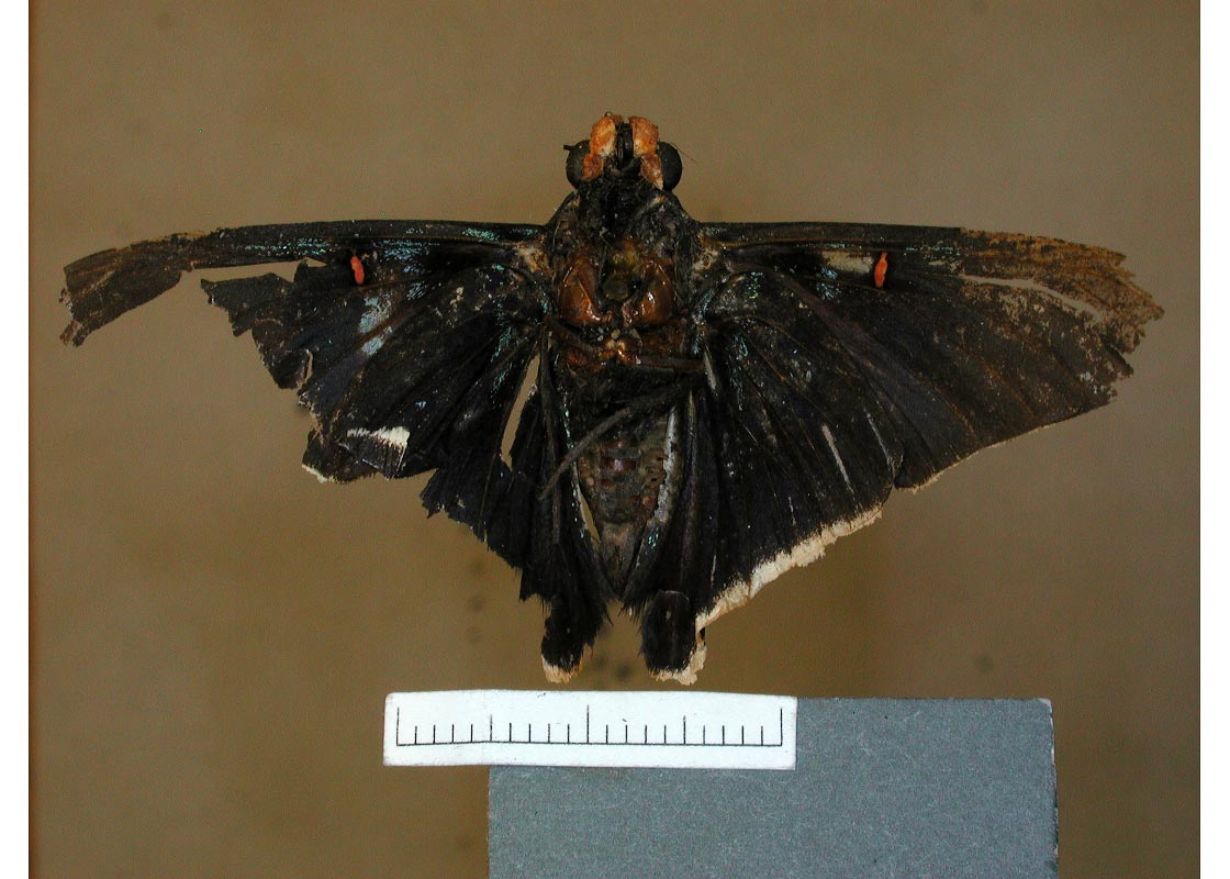Phocides p. polybius (type specimens)