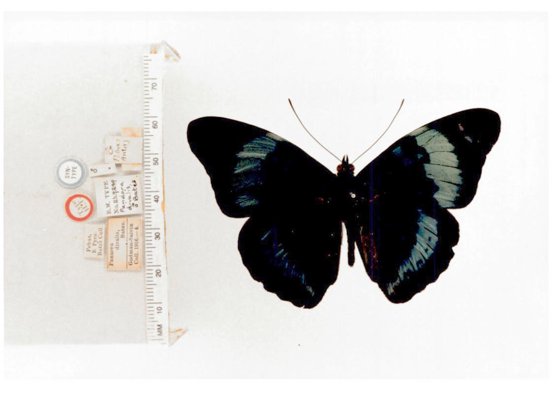 Panacea procilla divalis (type specimens)