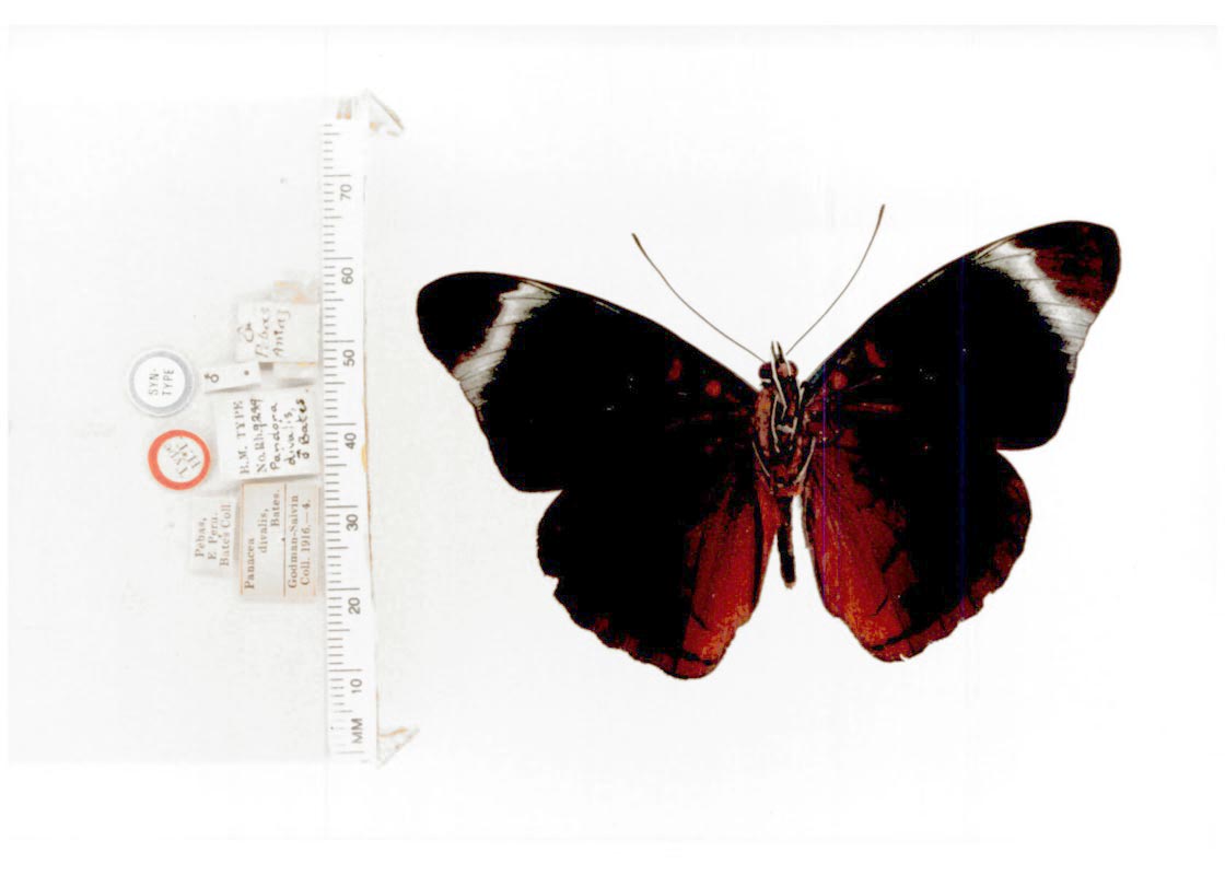 Panacea procilla divalis (type specimens)