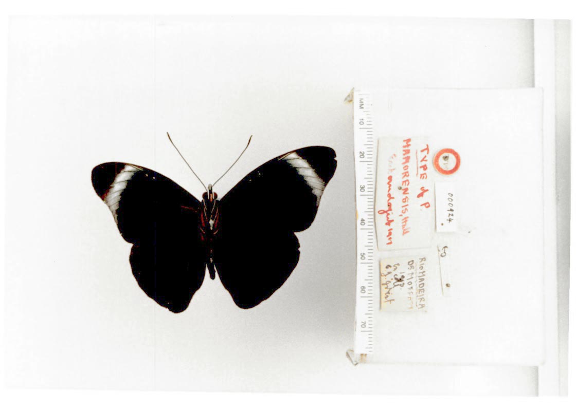 Panacea procilla mamorensis (type specimens)