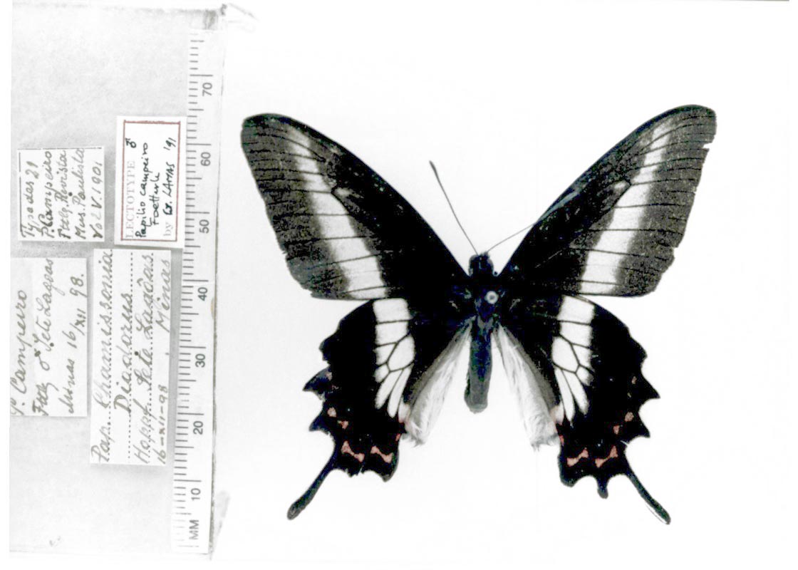 Parides bunichus diodorus (type specimens)