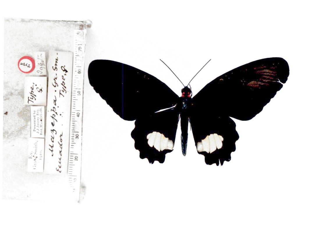 Parides cutorina (type specimens)